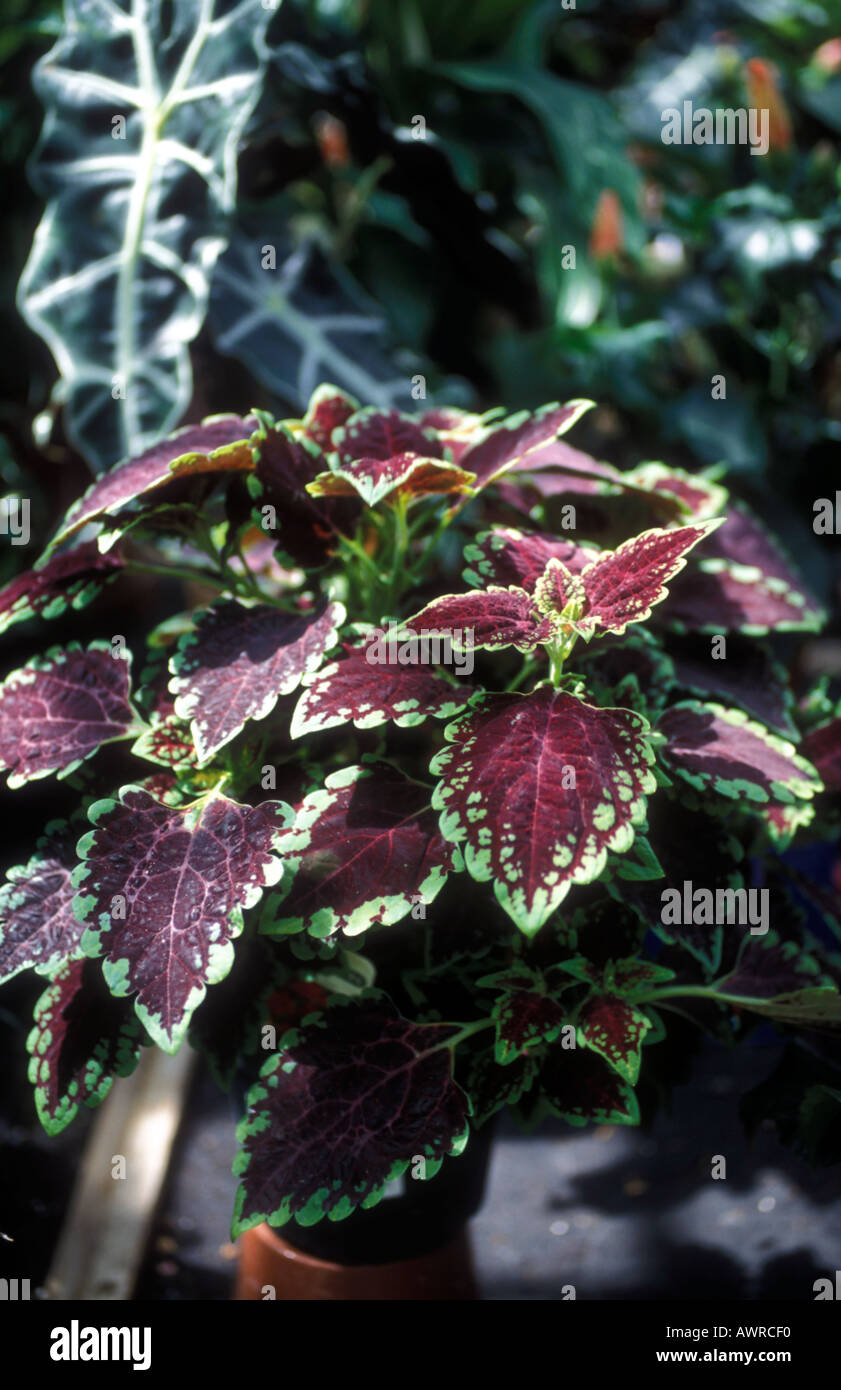 Coleus - Poor mans Croton Stock Photo - Alamy