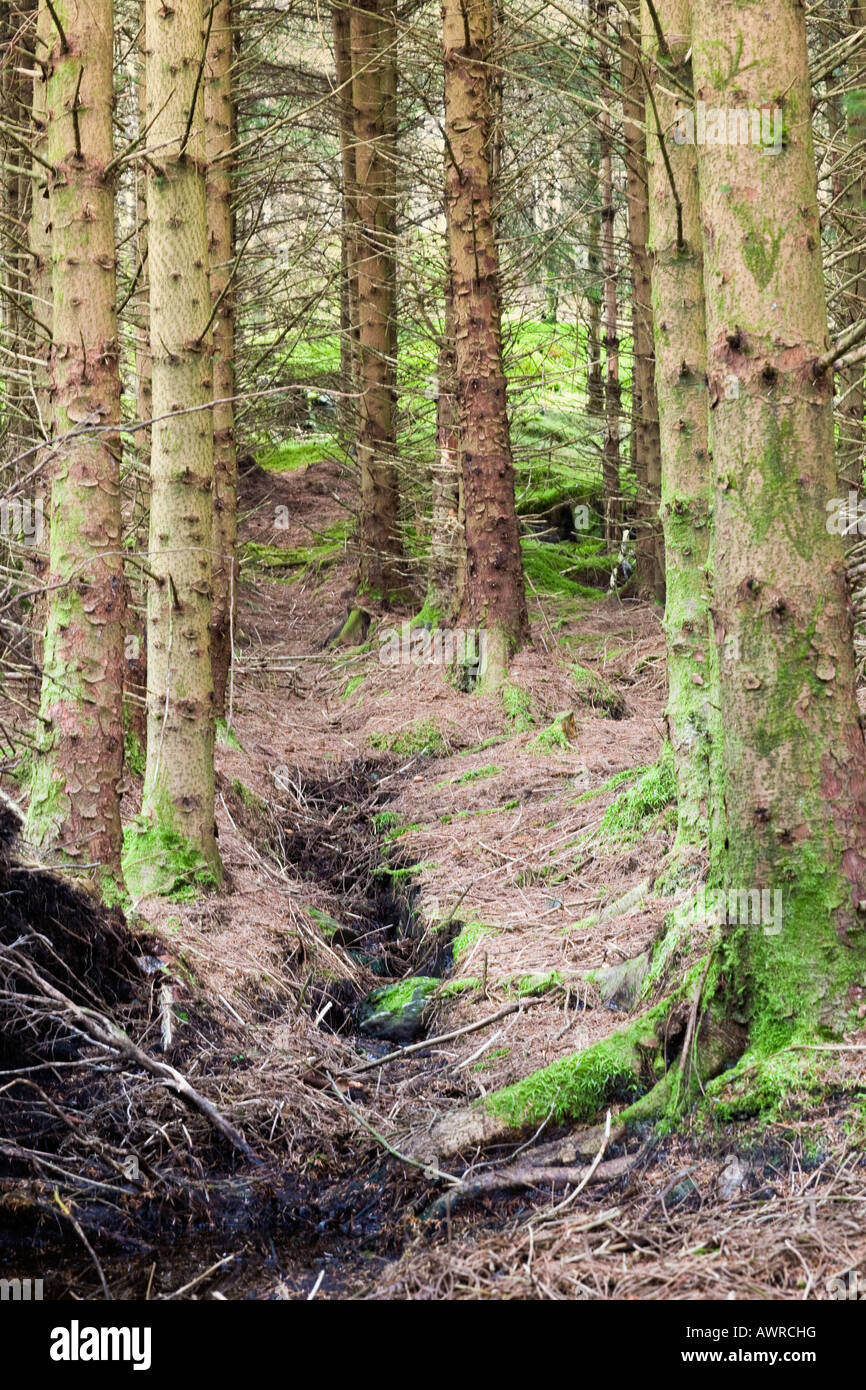 Trunks of coniferous trees in the forest hi-res stock photography and ...