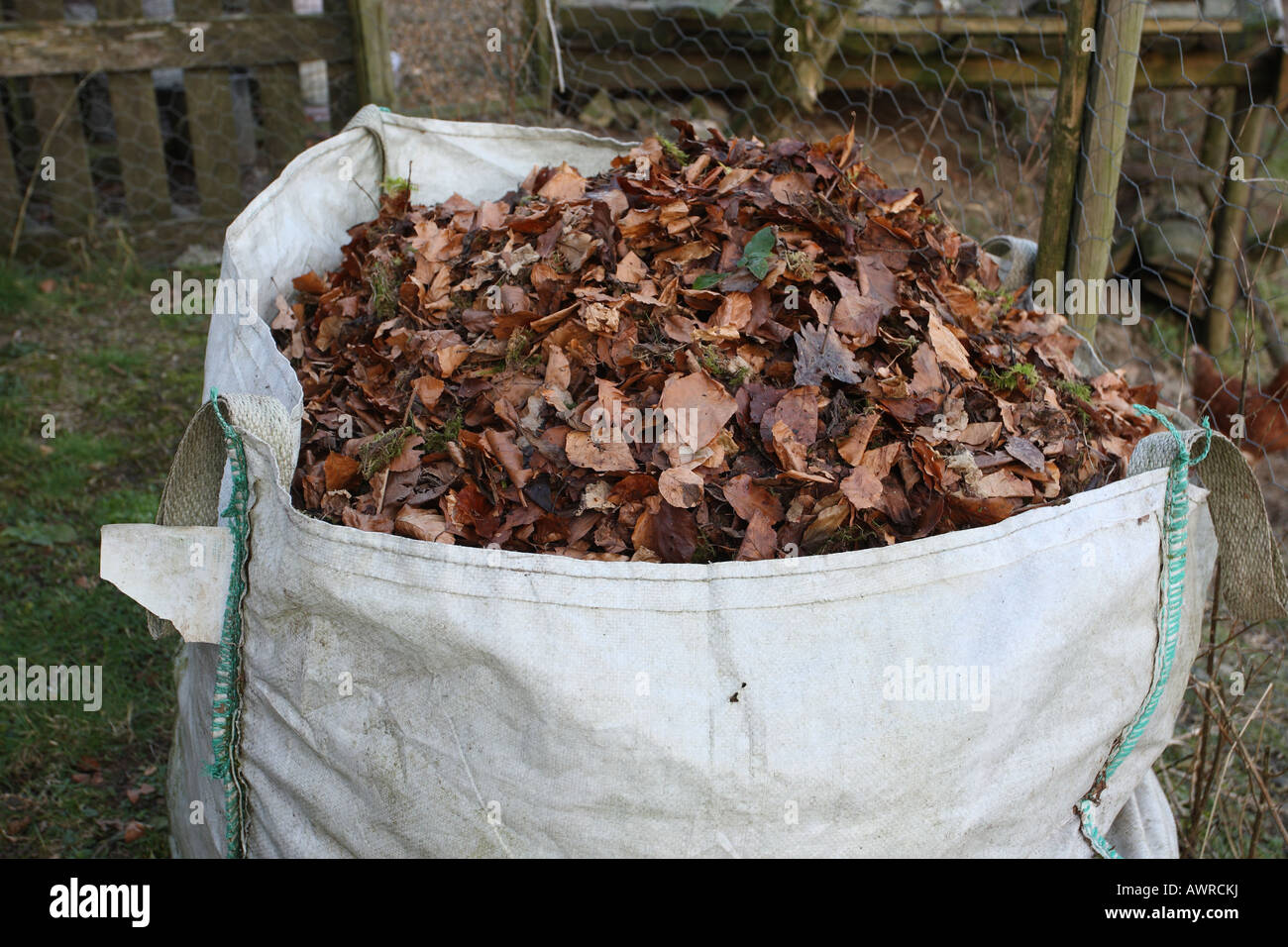 LEAF MOLD USING A BUILDERS BAG FOR STORING LEAVES Stock Photo - Alamy
