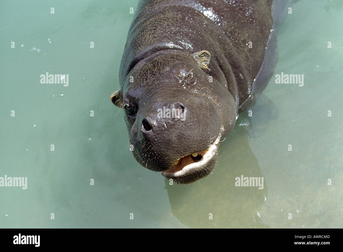 Pygmy Hippopotamus, Choeropsis liberiensis or Hexaprotodon liberiensis ...