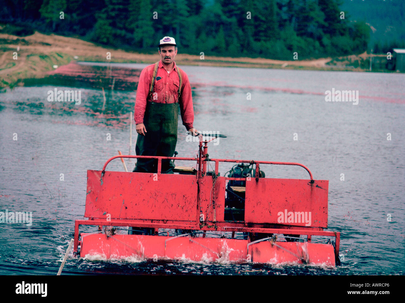 Cranberry farming on the Gaines family farm Bandon Oregon United ...