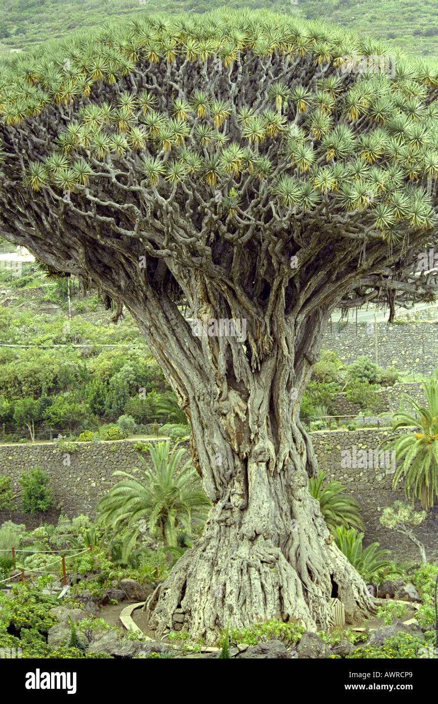 Draco hi-res stock photography and images - Alamy