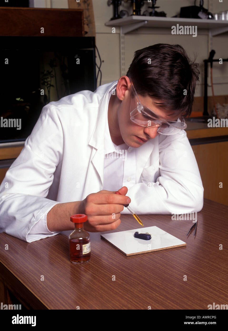 Leaf starch test hi-res stock photography and images - Alamy