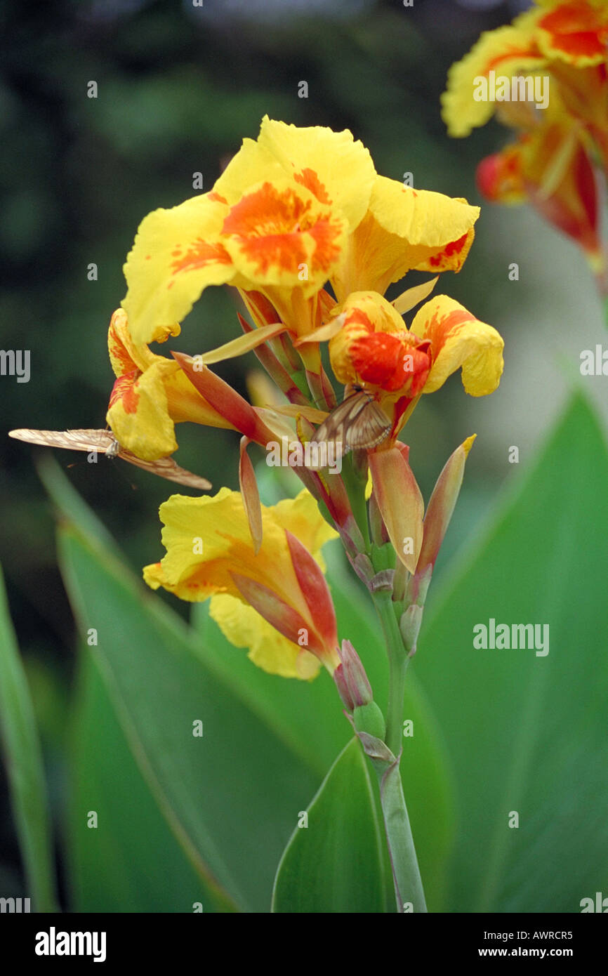 Iris iridaceae hi-res stock photography and images - Alamy