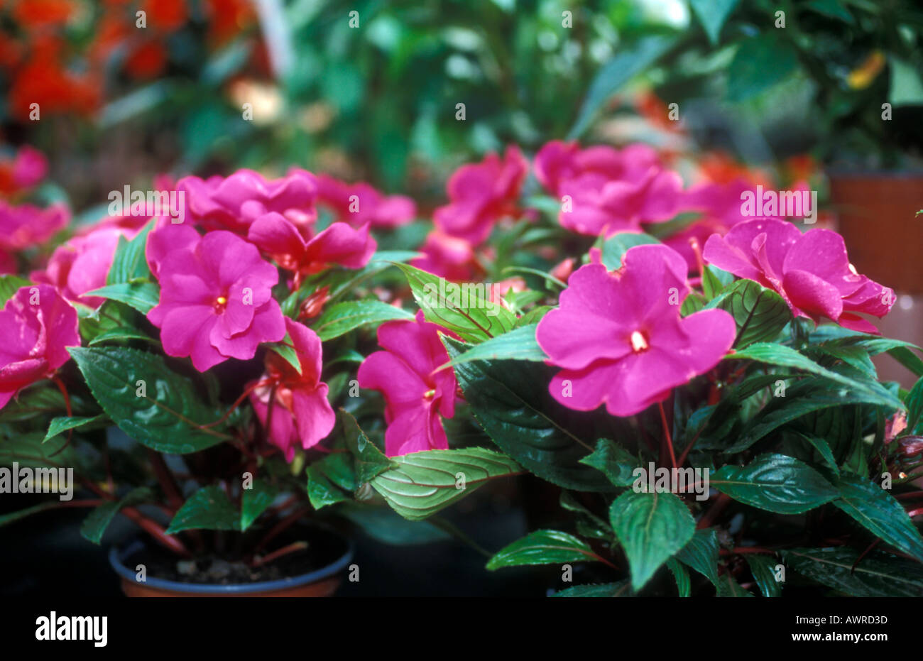 New Guinea Busy Lizzies Stock Photo - Alamy