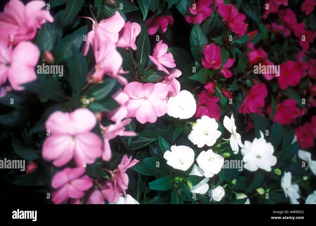 Bizzy lizzy hi-res stock photography and images - Alamy
