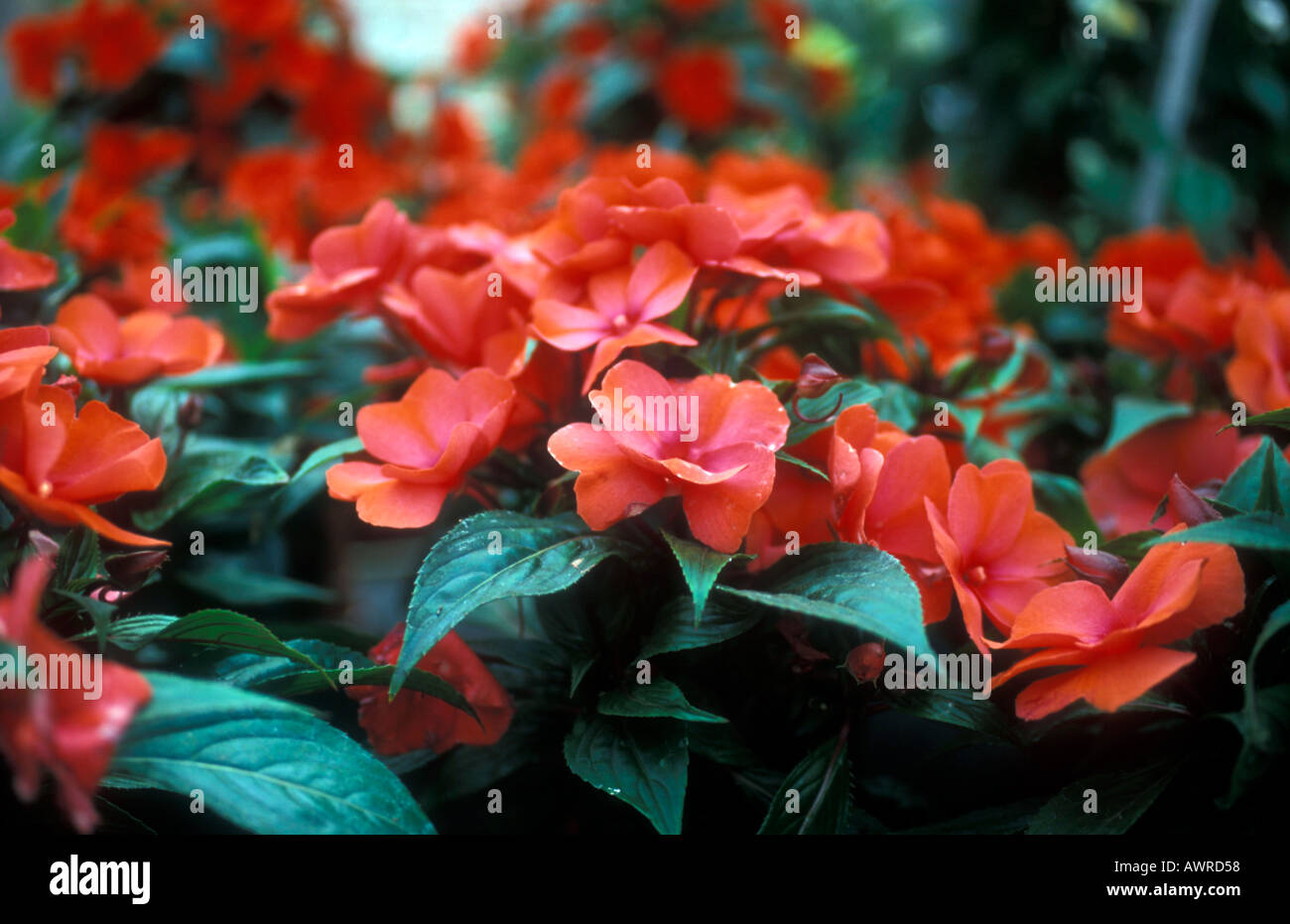 Bizzy lizzy hi-res stock photography and images - Alamy