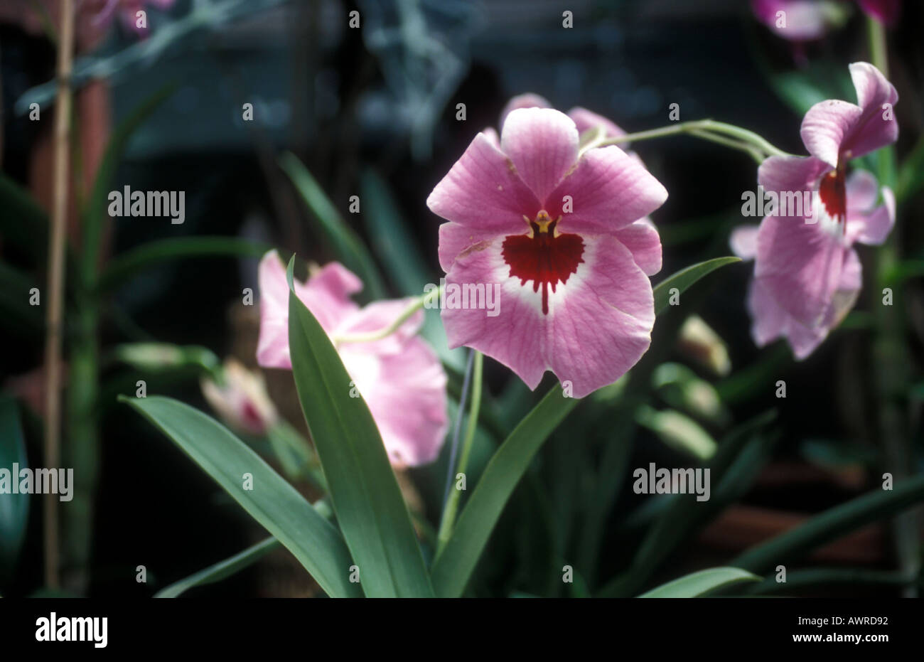 Orchid Dendrobium Compactum Stock Photo - Alamy