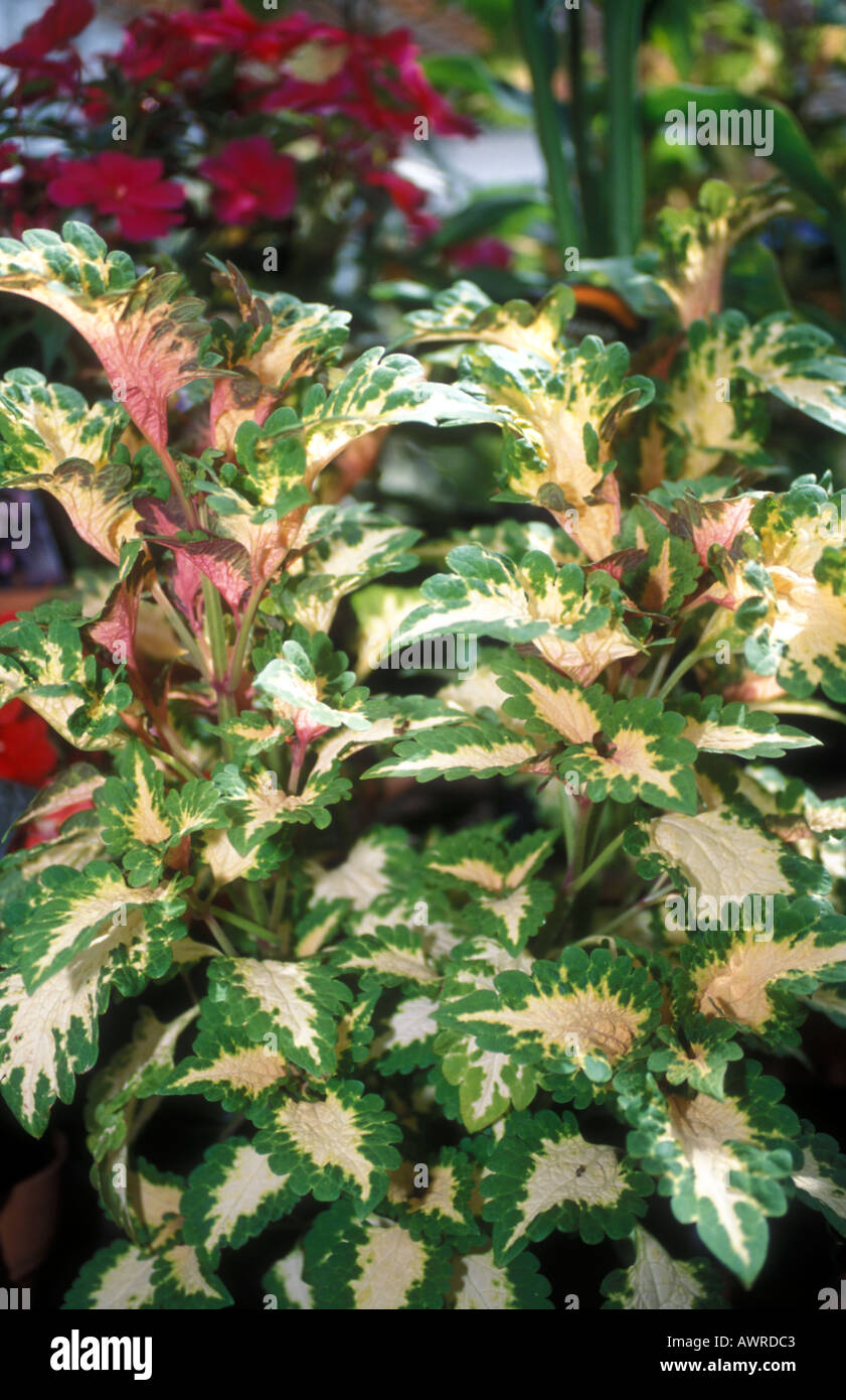 Coleus - Rose Blush Stock Photo - Alamy