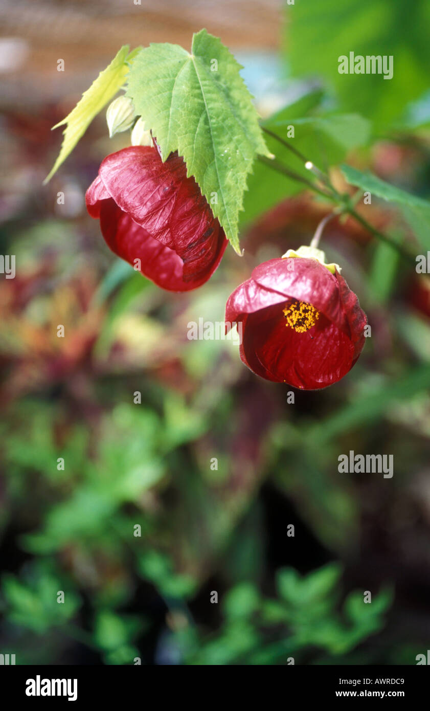 Nabob hi-res stock photography and images - Alamy