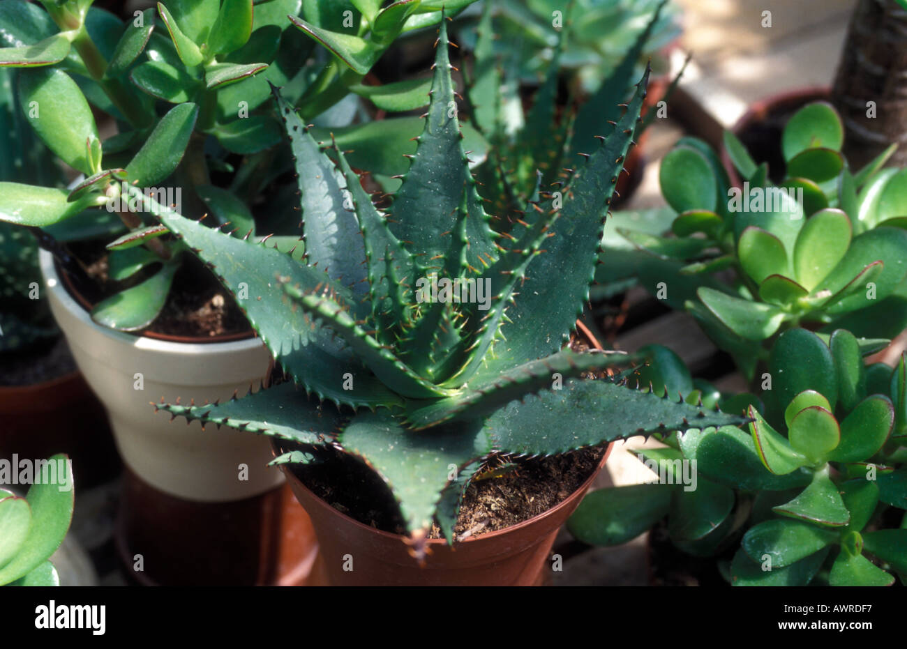 Century plant - Agave Americana Stock Photo - Alamy