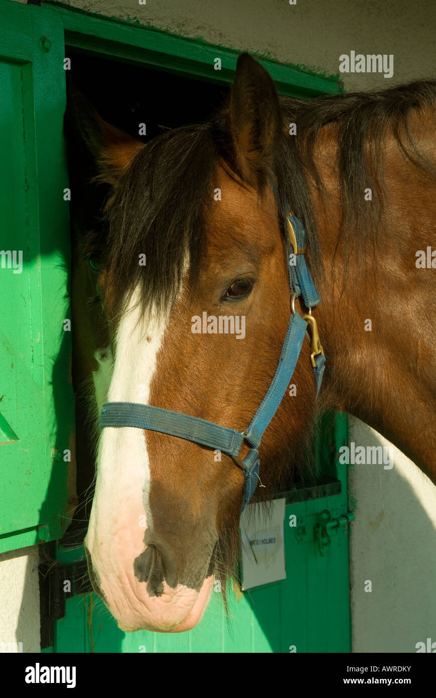 Shire horse head hi-res stock photography and images - Alamy