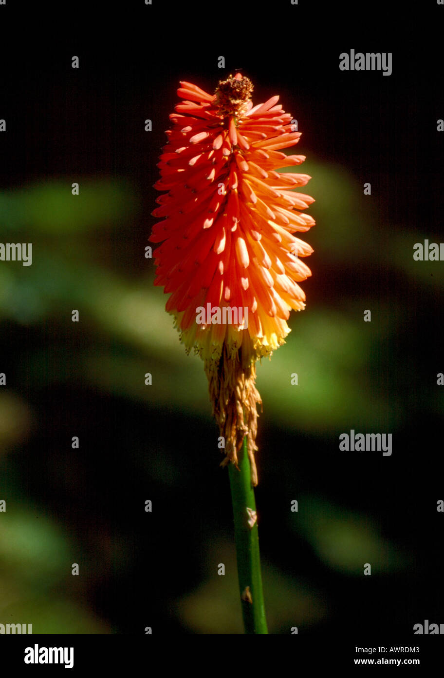 Praecox hi-res stock photography and images - Alamy