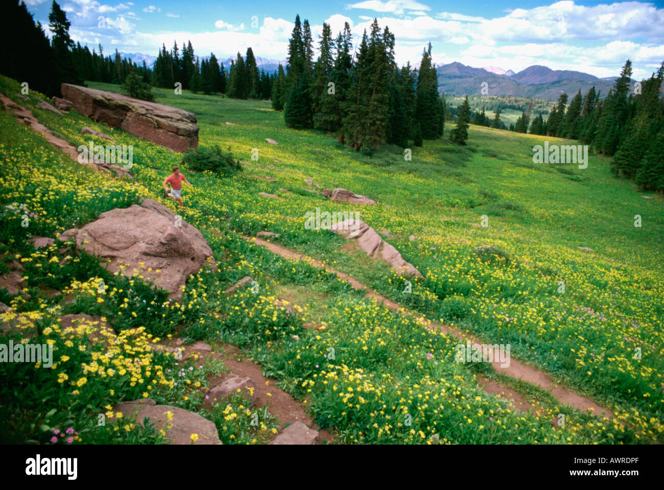 Runner on the Shrine Ridge Trail 12 000 feet Colorado United States ...