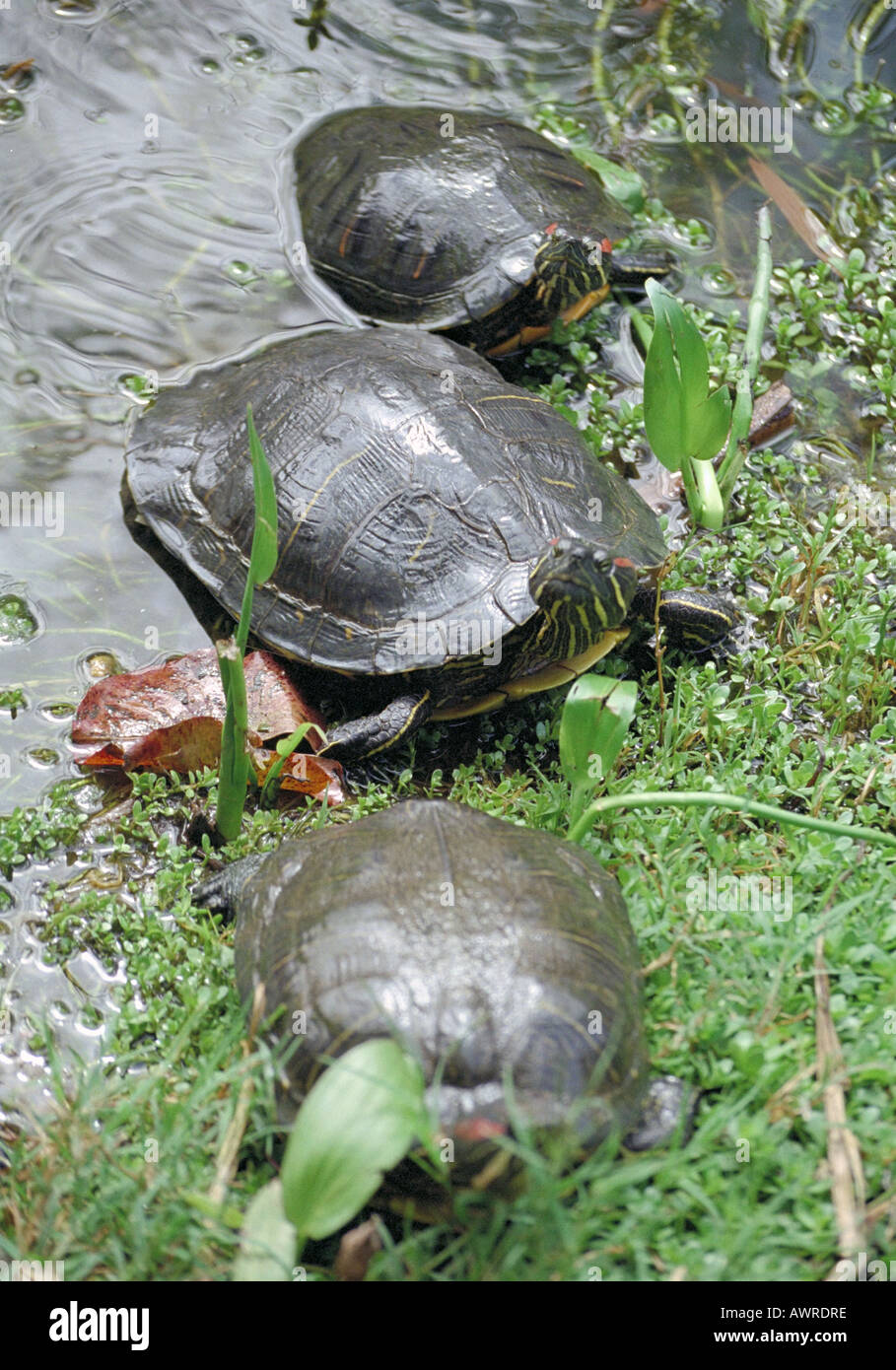 Three Red Eared Terrapin Pseudemys scripta elegans Trachemys scripta ...