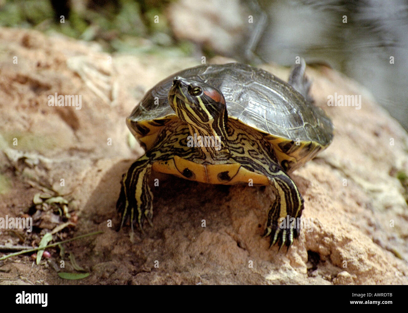 Red Eared Terrapin Pseudemys scripta elegans Trachemys scripta elegans ...