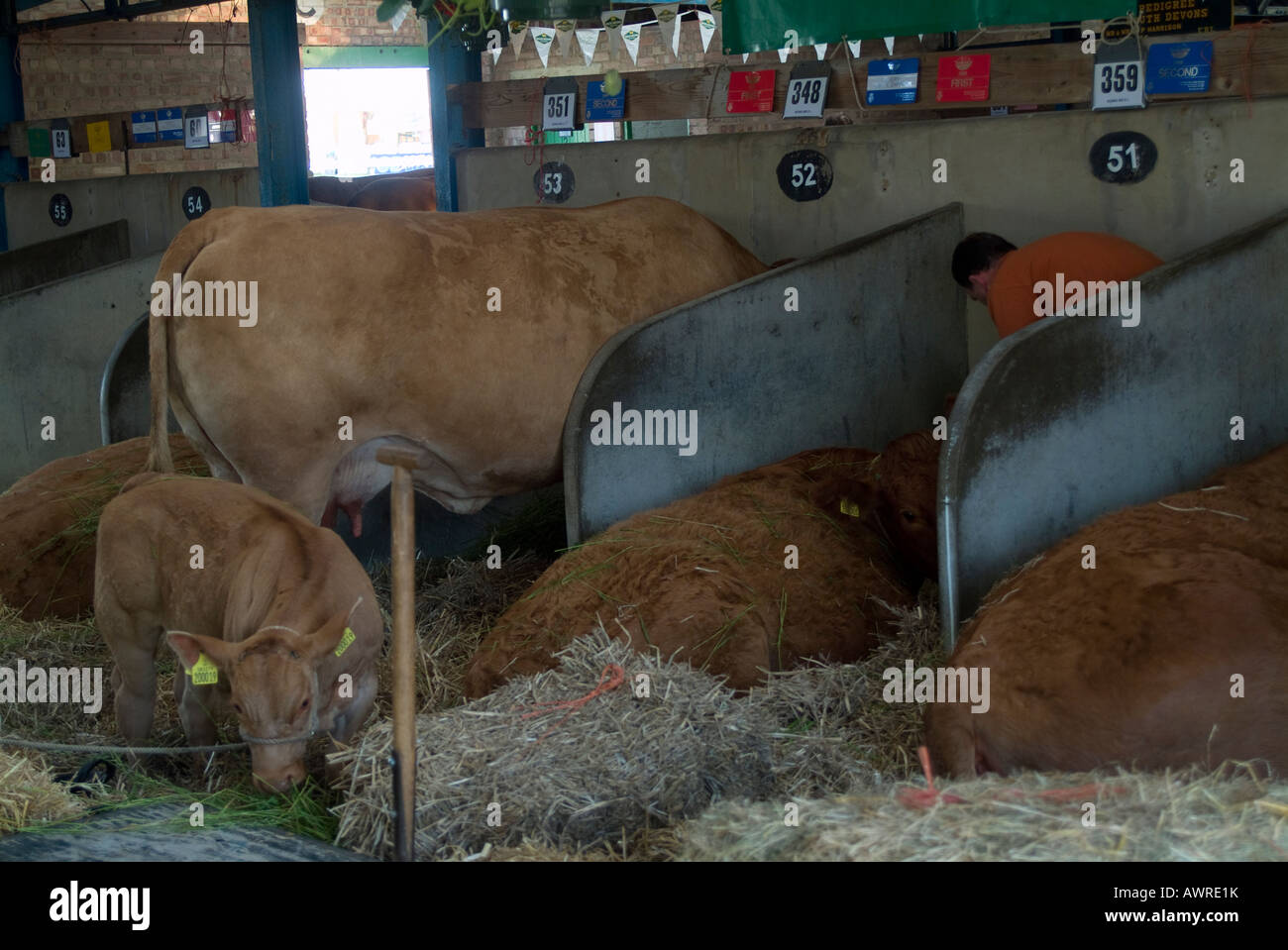 Cattle lines at the Great Yorkshire Show Stock Photo - Alamy