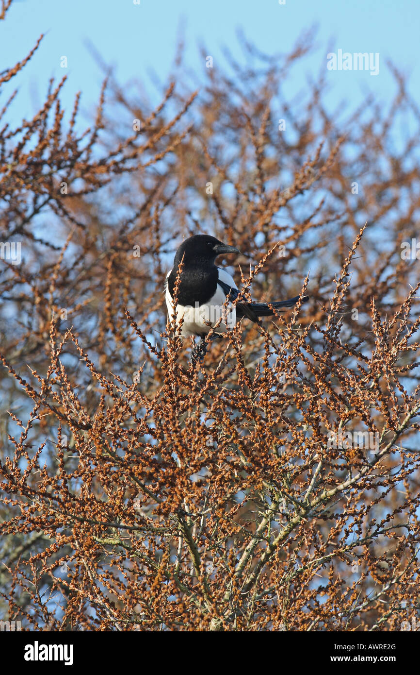 MAGPIE PICA PICA PERCHING IN BUSH FRONT VIEW Stock Photo - Alamy