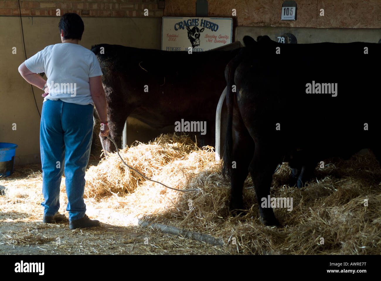 women with cow on lead rope in Cattle house at the Great Yorkshire Show ...