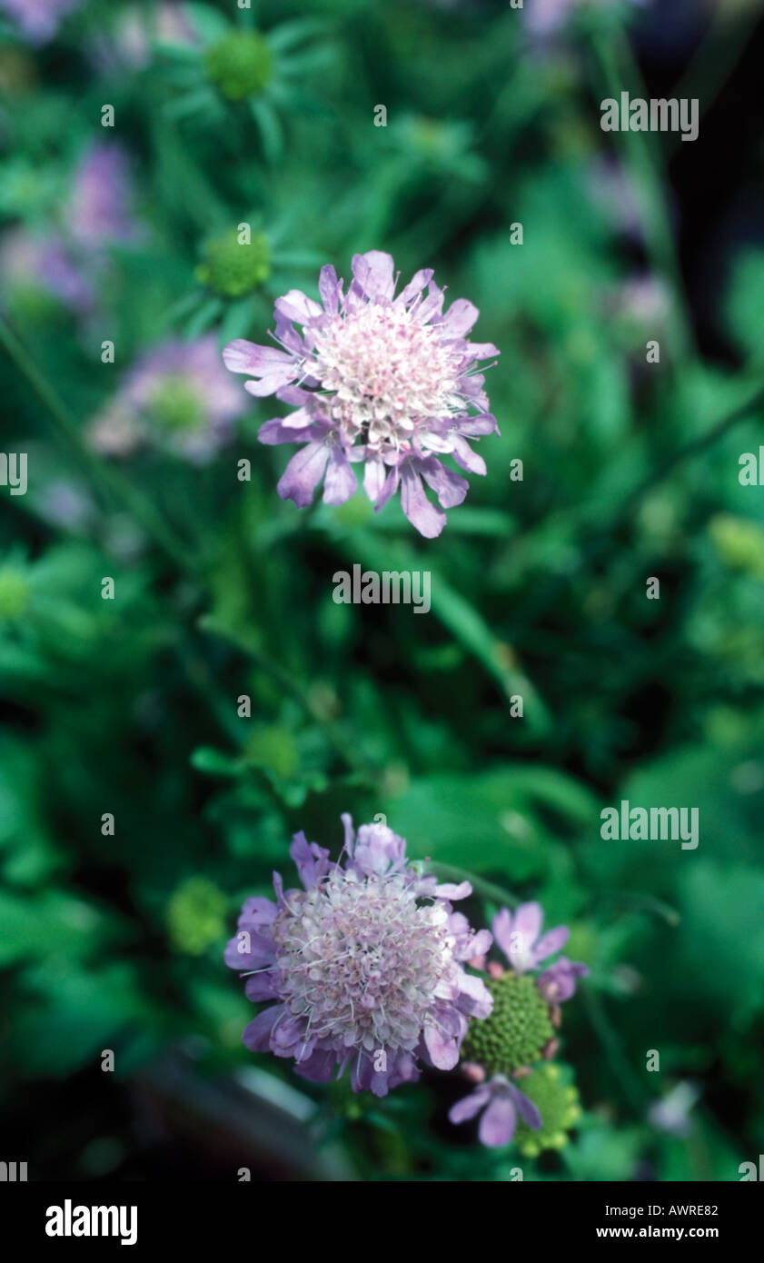 Scabia High Resolution Stock Photography and Images - Alamy