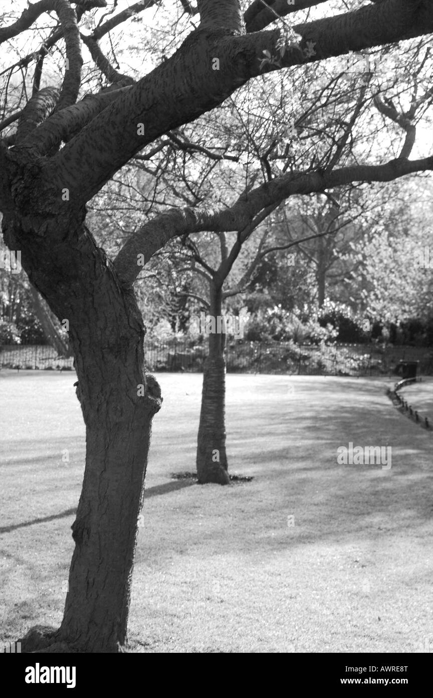 Two trees in black and white in St Stephens Green Dublin shot in the ...