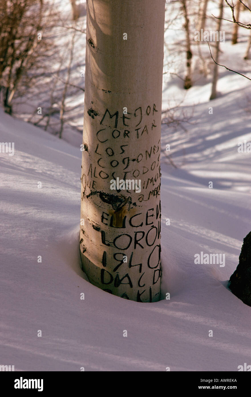 Basque tree carvings Lamoille Valley Nedada United States Stock Photo ...