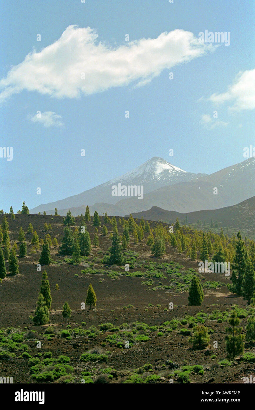 Lava reforestation hi-res stock photography and images - Alamy