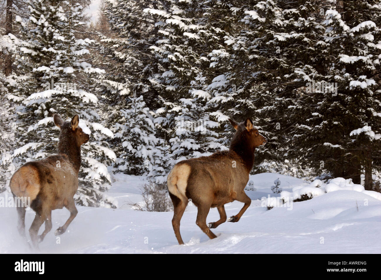 Elk in winter Stock Photo - Alamy