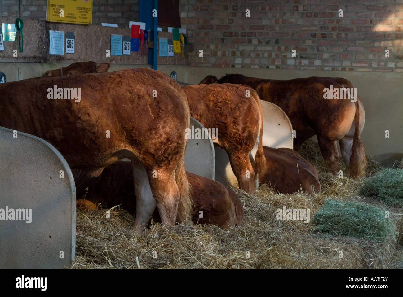 Red Sussex cattle at the Great Yorkshire Show in the cattle lines after ...