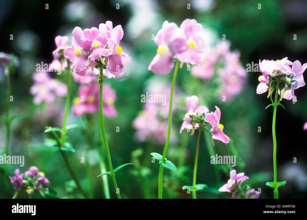 Pink flowers nemesia hi-res stock photography and images - Alamy