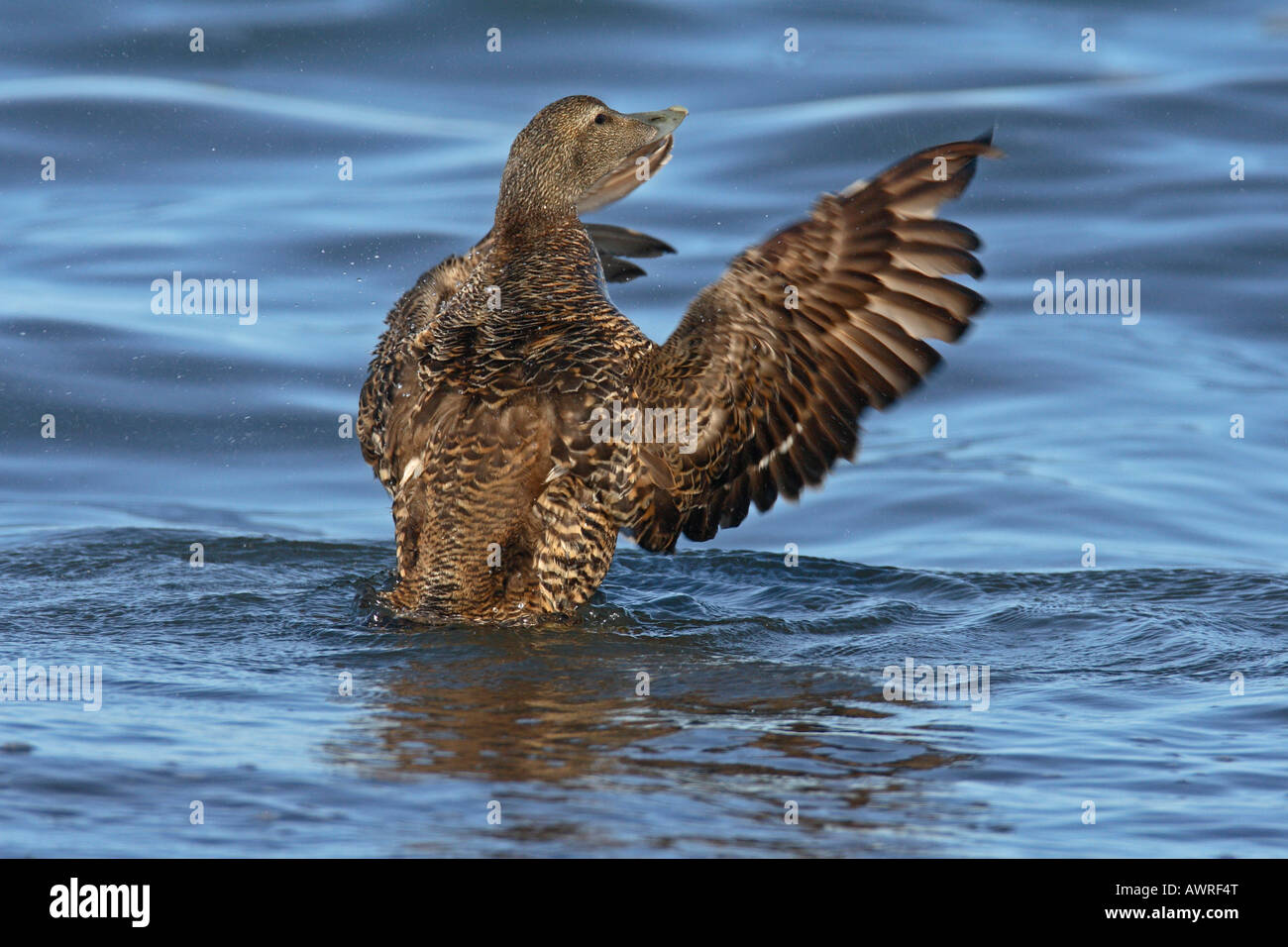 EIDER DUCK SOMATERIA MOLLISSIMA DUCK WING FLAPPING Stock Photo - Alamy
