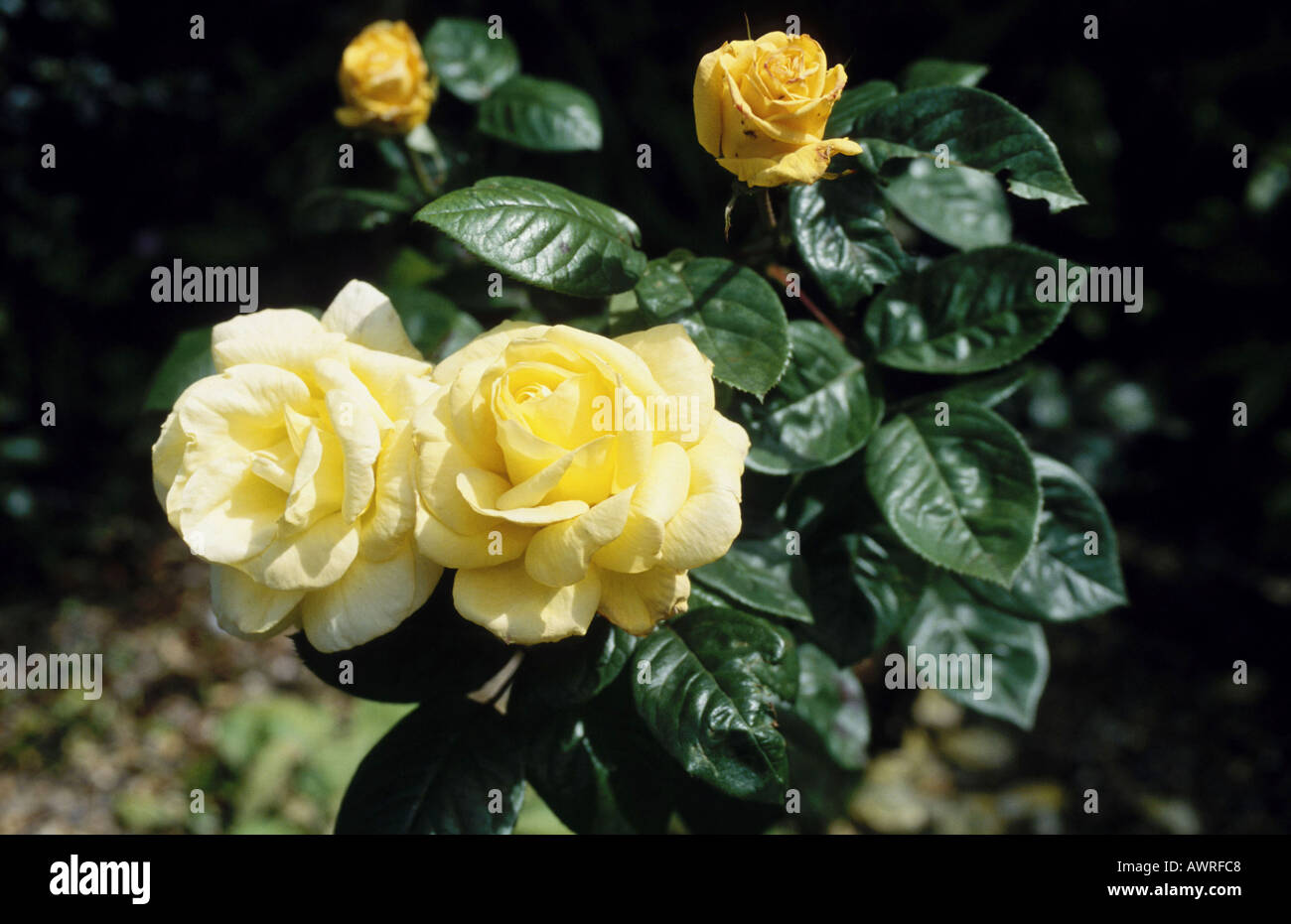 Yellow Hybrid Tea Rose tree Stock Photo - Alamy