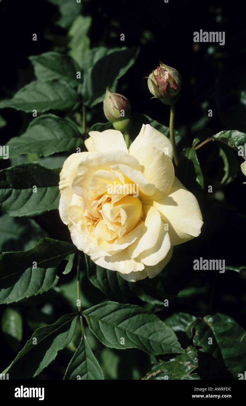 Creamy yellow Hybrid Tea Rose tree Stock Photo - Alamy