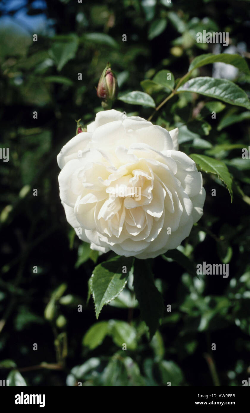 Hybrid tree rose hi-res stock photography and images - Alamy