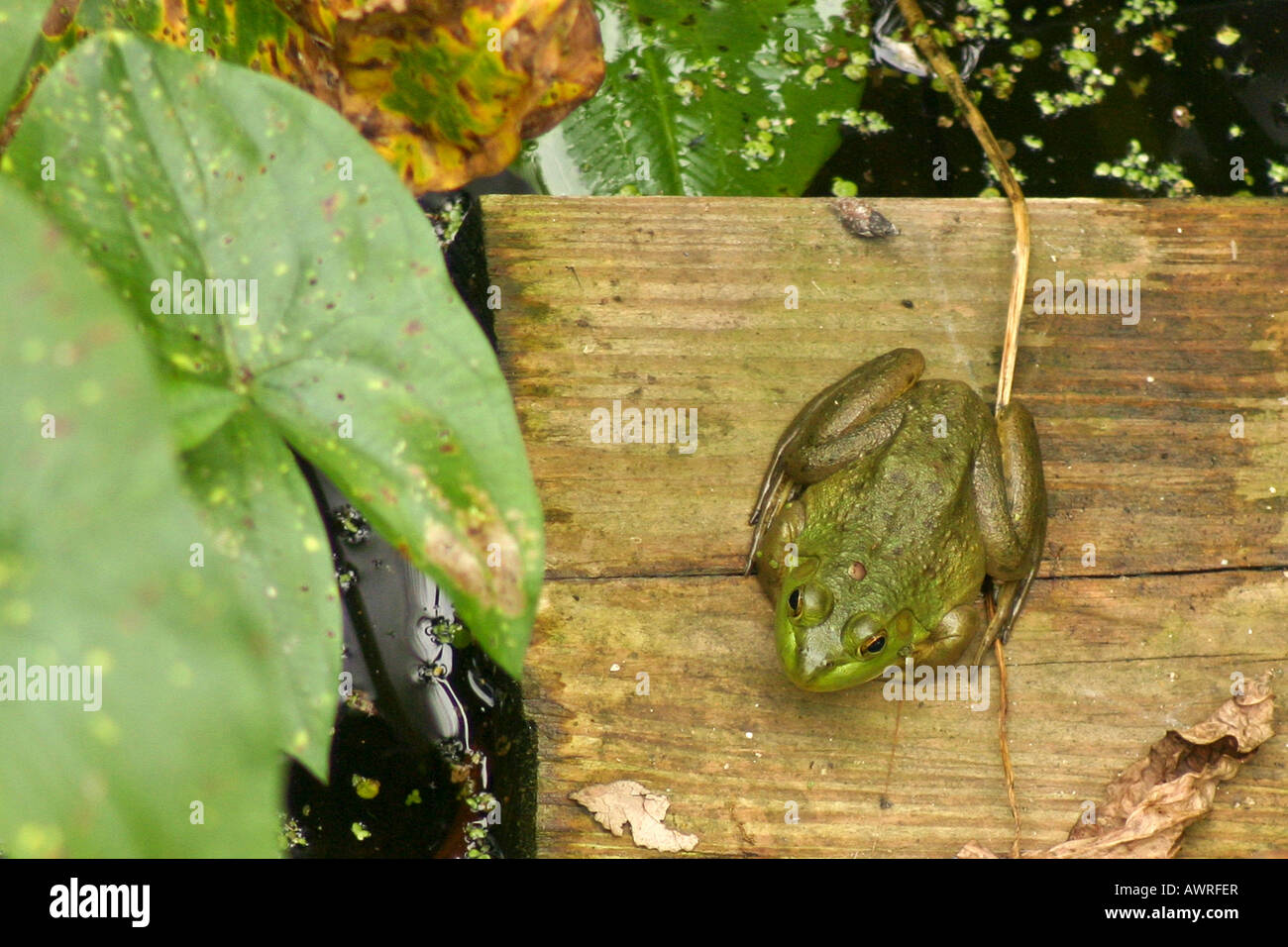 Top view wood frog hi-res stock photography and images - Alamy