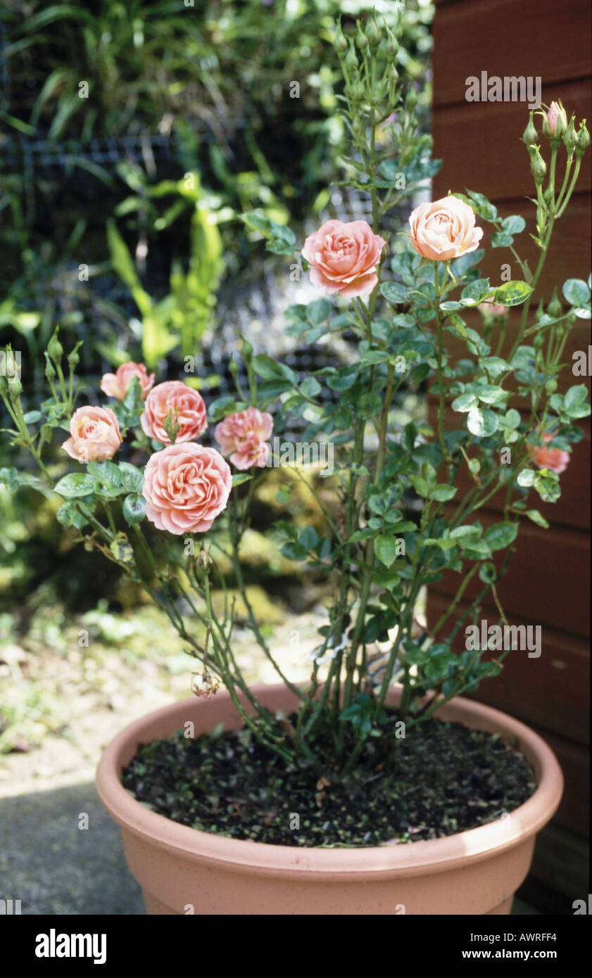 Salmon Pink Miniture Rose tree Stock Photo - Alamy
