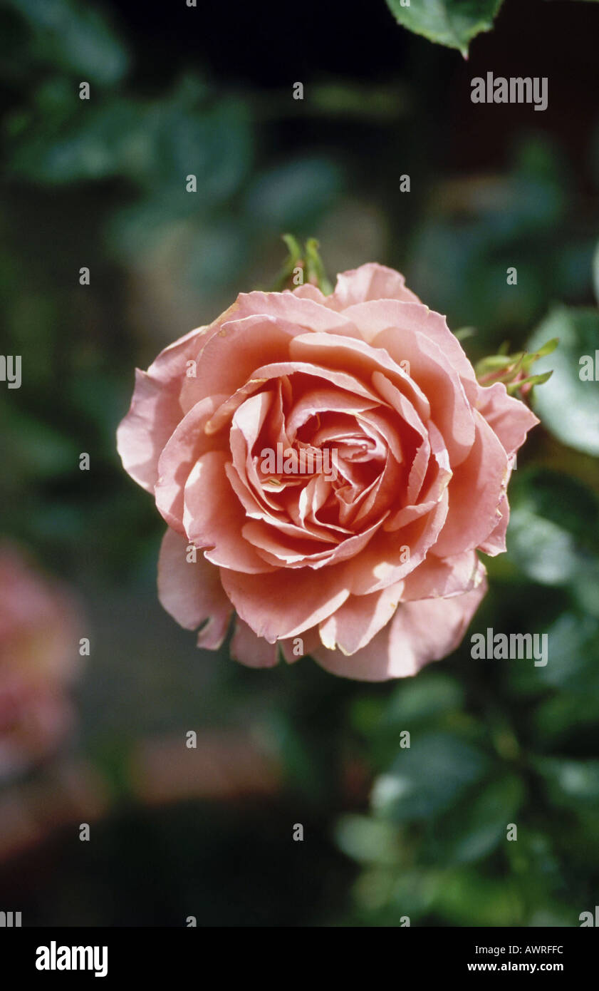 Miniture rose hi-res stock photography and images - Alamy