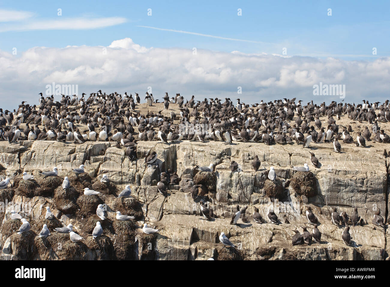 SEABIRD COLONY ON FARNE ISLANDS Stock Photo - Alamy