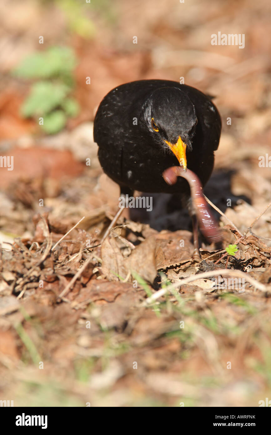 BLACKBIRD TURDUS MERULA MALE CATCHING EARTHWORM FRONT VIEW Stock Photo ...