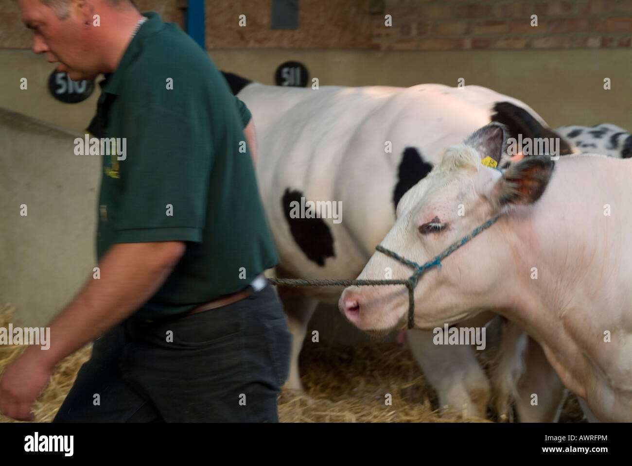 Leading a cow at the Yorkshire show, through the cattle lines Stock ...