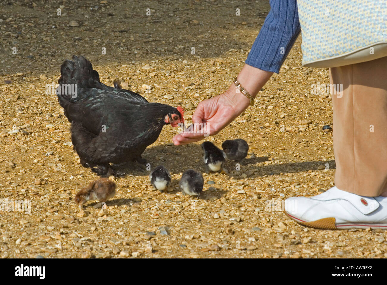 Our lady of the hens hi-res stock photography and images - Alamy