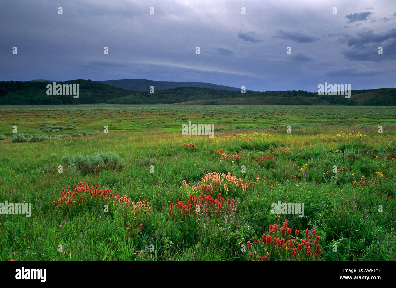 Wildflowers in Strawberry Valley Utah United States Stock Photo - Alamy