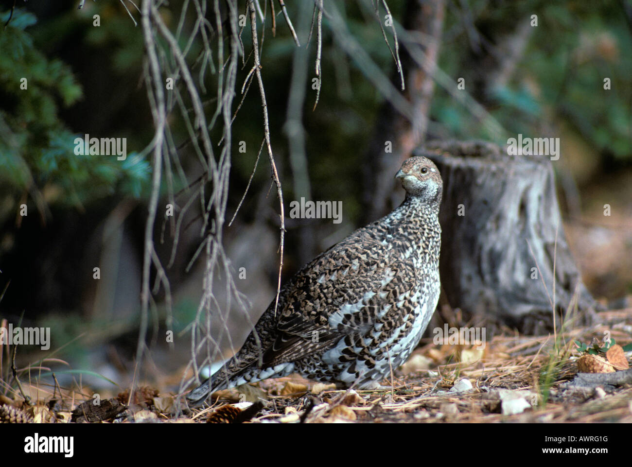 Female blue grouse hi-res stock photography and images - Alamy