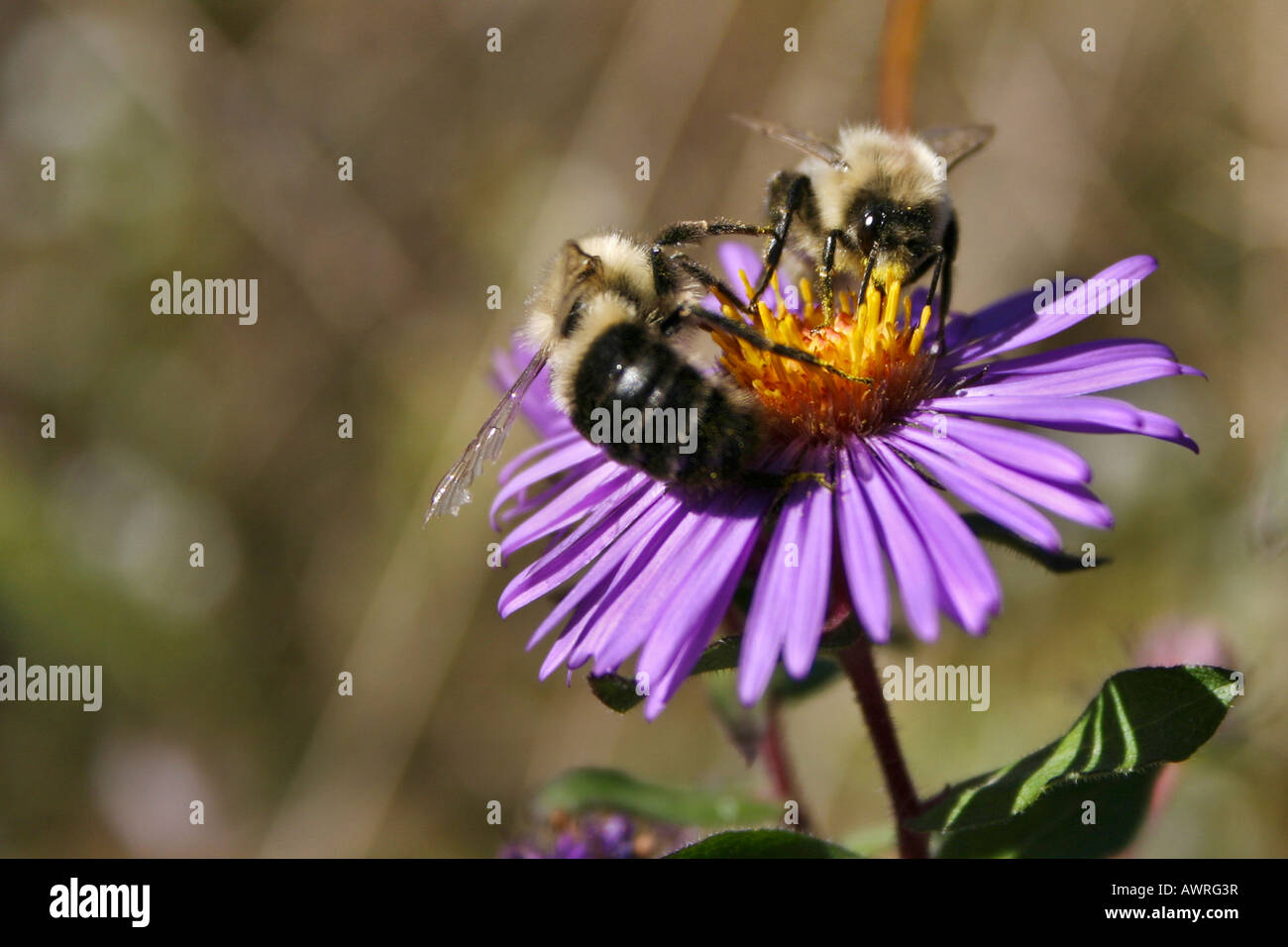 Golden Northern Bumble Bee (Bombus fervidus) Bumble Bee insect ...