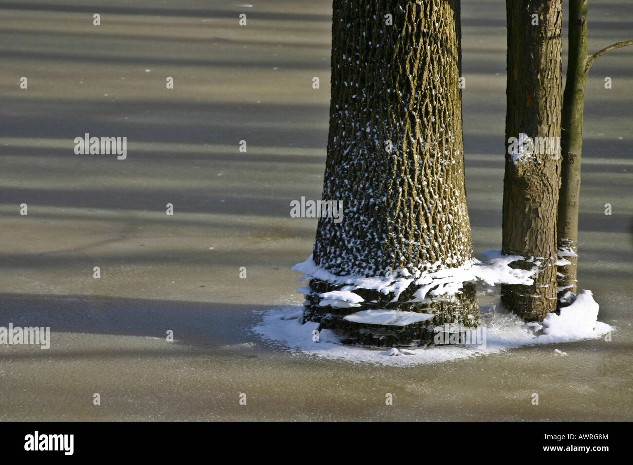 Drowned tree hi-res stock photography and images - Alamy