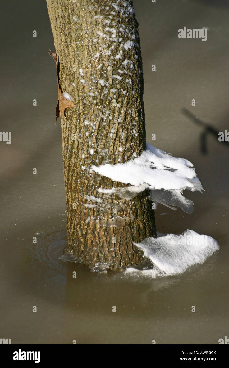 Tree trunk in frozen water winter drowned in lake the water froze ...