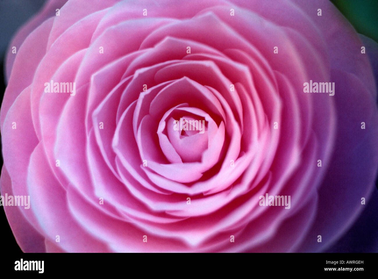 Formal double camellia Stock Photo - Alamy