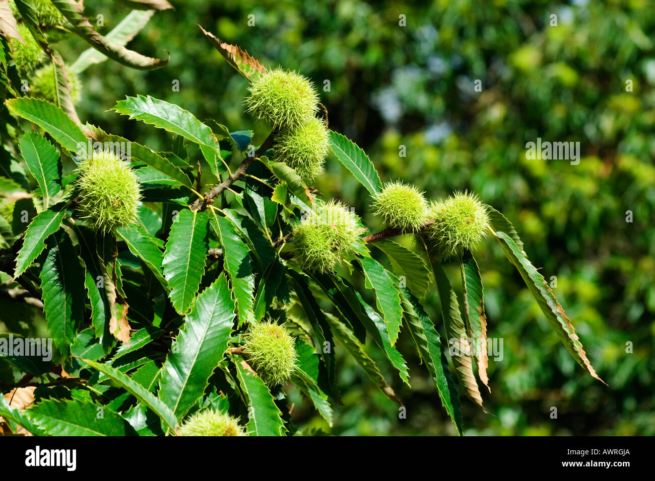 Sweet chestnuts and leaves uk hi-res stock photography and images - Alamy
