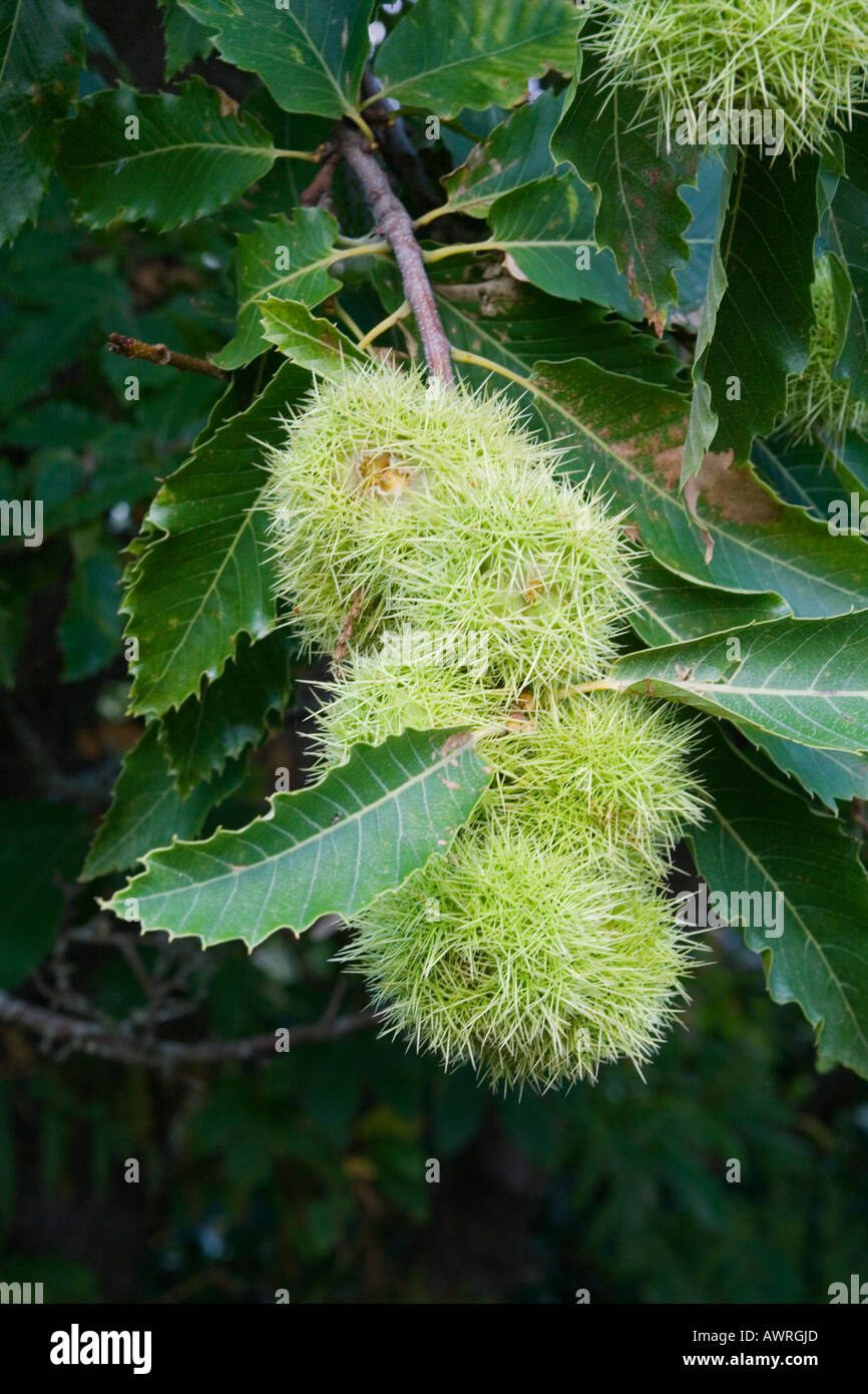 Sweet Chestnuts, Dorset, UK Stock Photo - Alamy