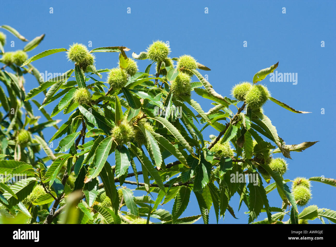 Husk spines fruits blue sky october botany dorset hi-res stock ...